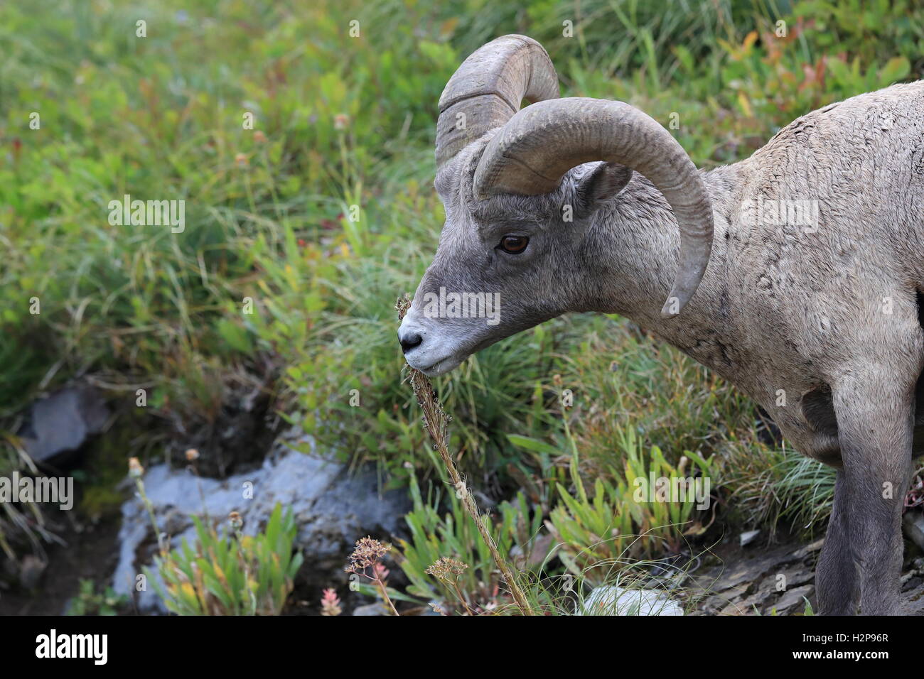 Bighorn Sheep Glacier National Park Montana USA Stock Photo - Alamy