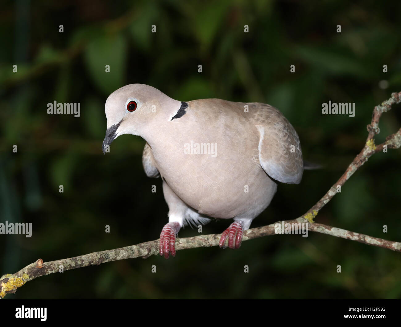 Collard dove fauna hi-res stock photography and images - Alamy