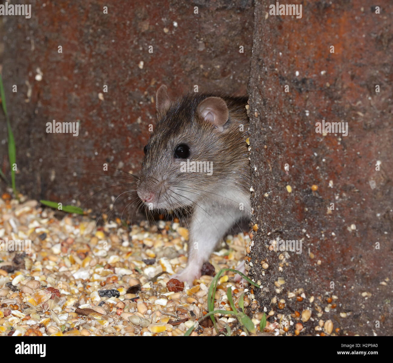 Young rat hi-res stock photography and images - Alamy