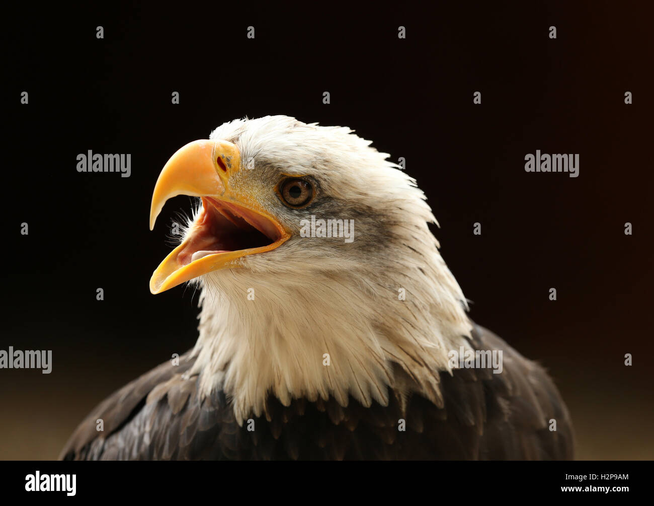 Portrait up of a Bald Eagle calling Stock Photo - Alamy