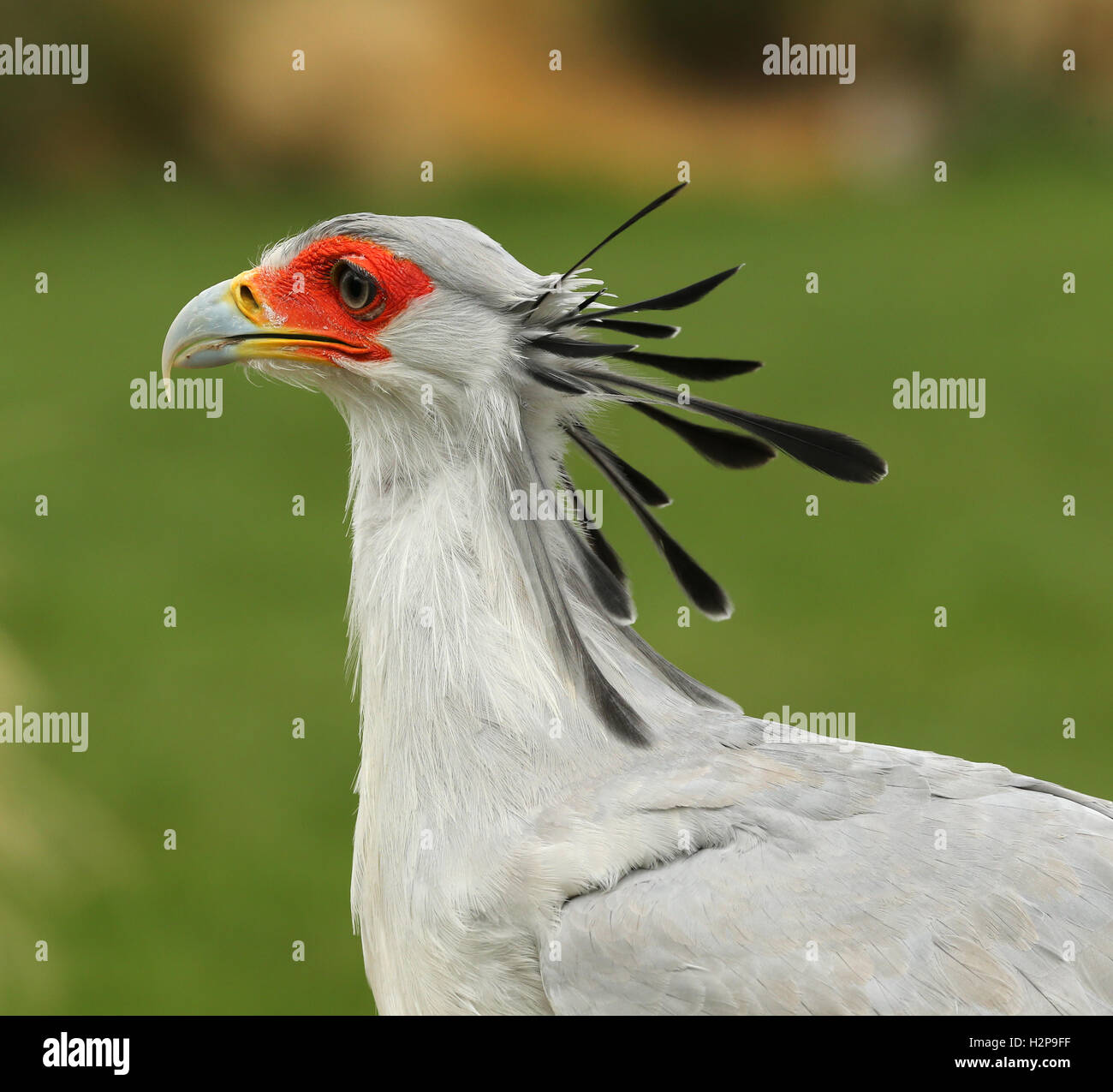 Portrait of a Secretary Bird Stock Photo - Alamy
