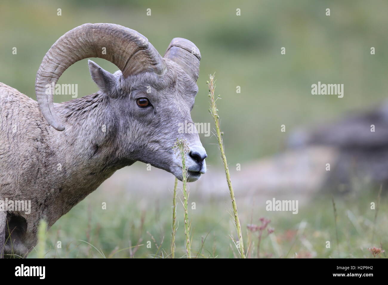 Bighorn Sheep Glacier National Park Montana USA Stock Photo - Alamy