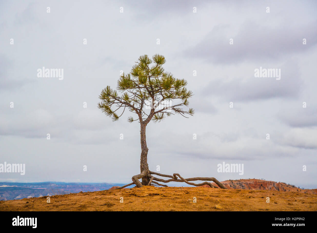 Lone pine tree and overground roots on the lip of a canyon in Bryce ...