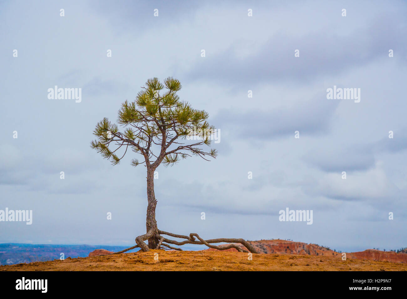 Overground roots hi-res stock photography and images - Alamy
