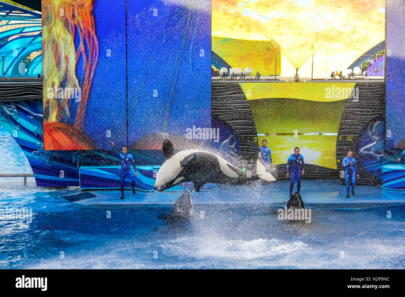 Seaworld Blackfish Tilikum
