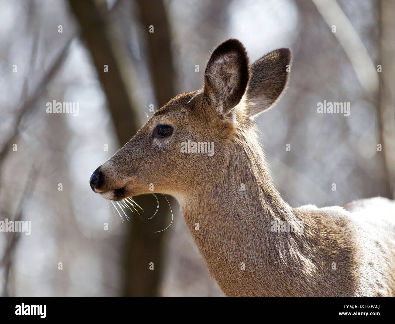 Beautiful isolated image with a wild deer in the forest Stock Photo - Alamy