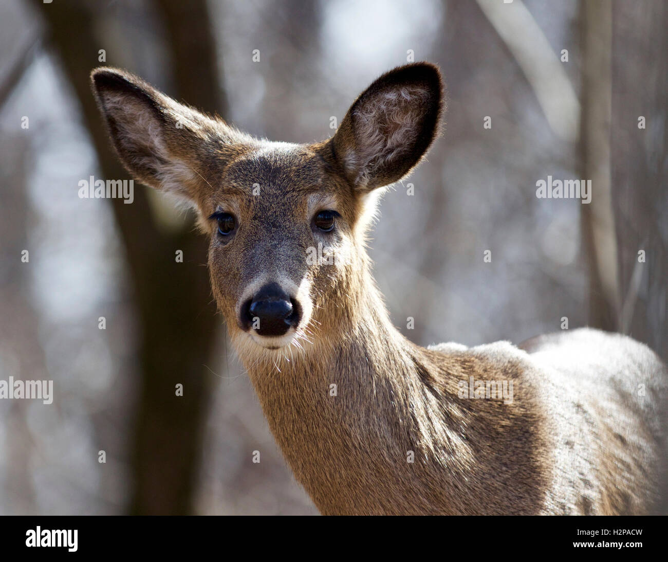 Beautiful isolated background with a funny wild young deer in the ...