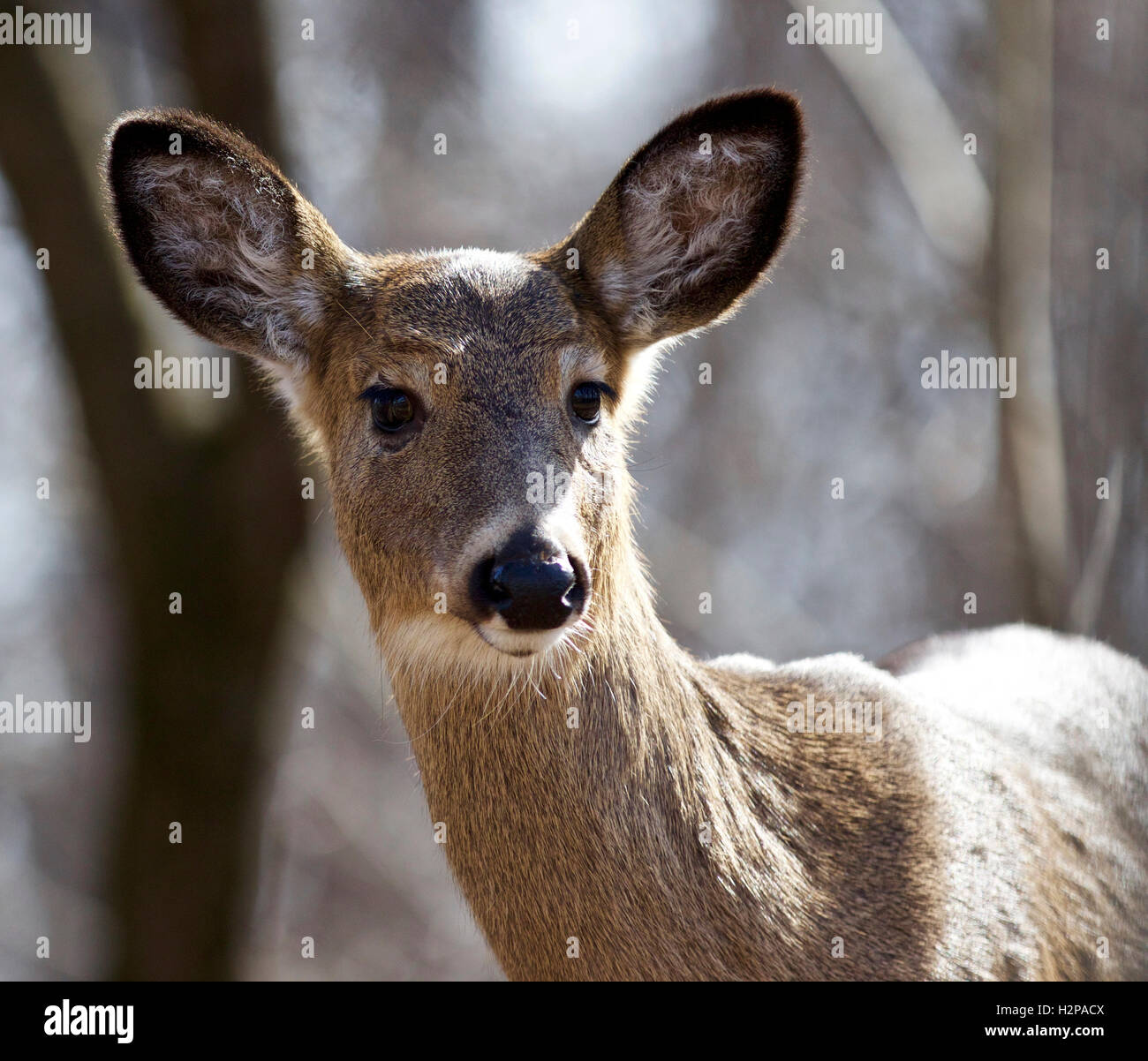 Isolated photo of a surprised cute wild deer in the forest Stock Photo ...