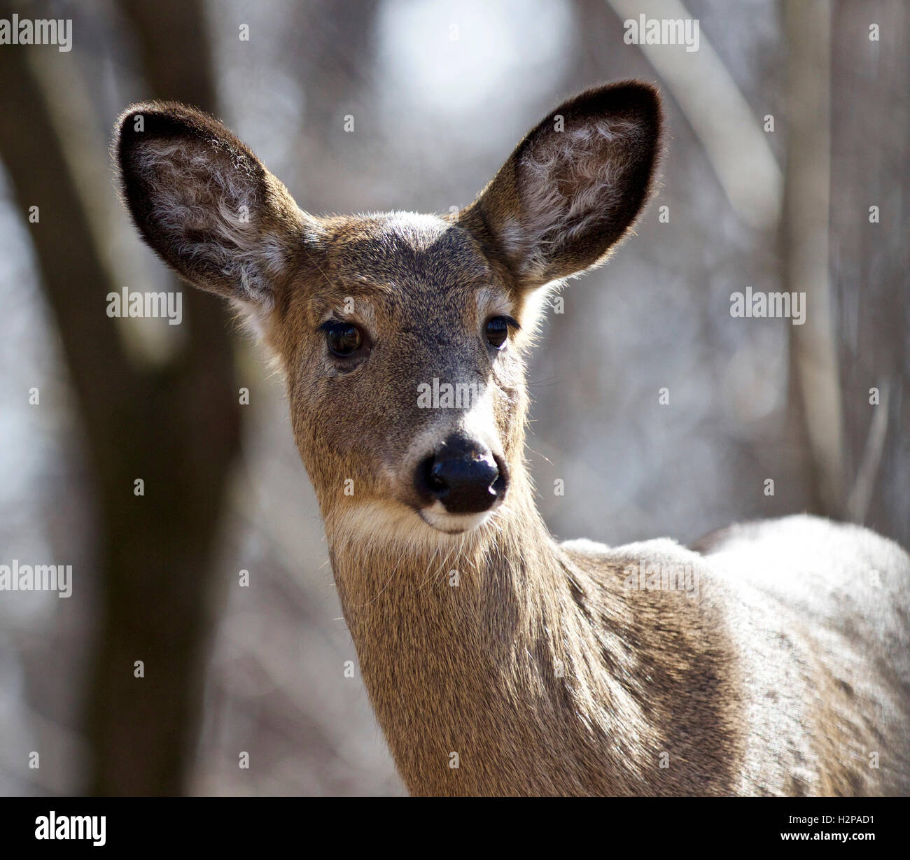 Beautiful isolated closeup of a funny cute wild deer in the forest ...