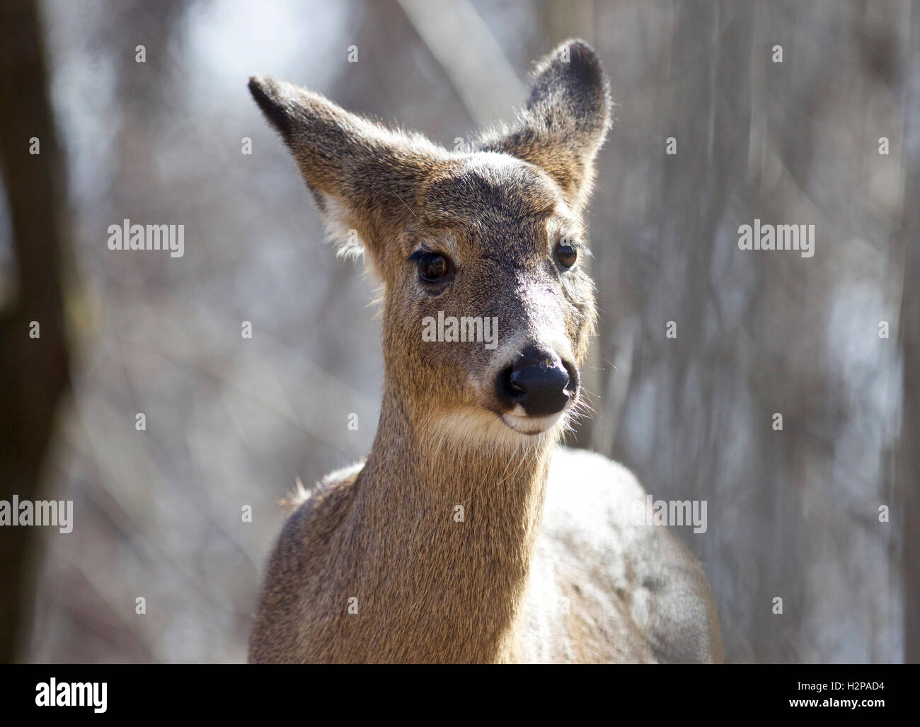 Beautiful isolated image with a wild deer in the forest Stock Photo - Alamy