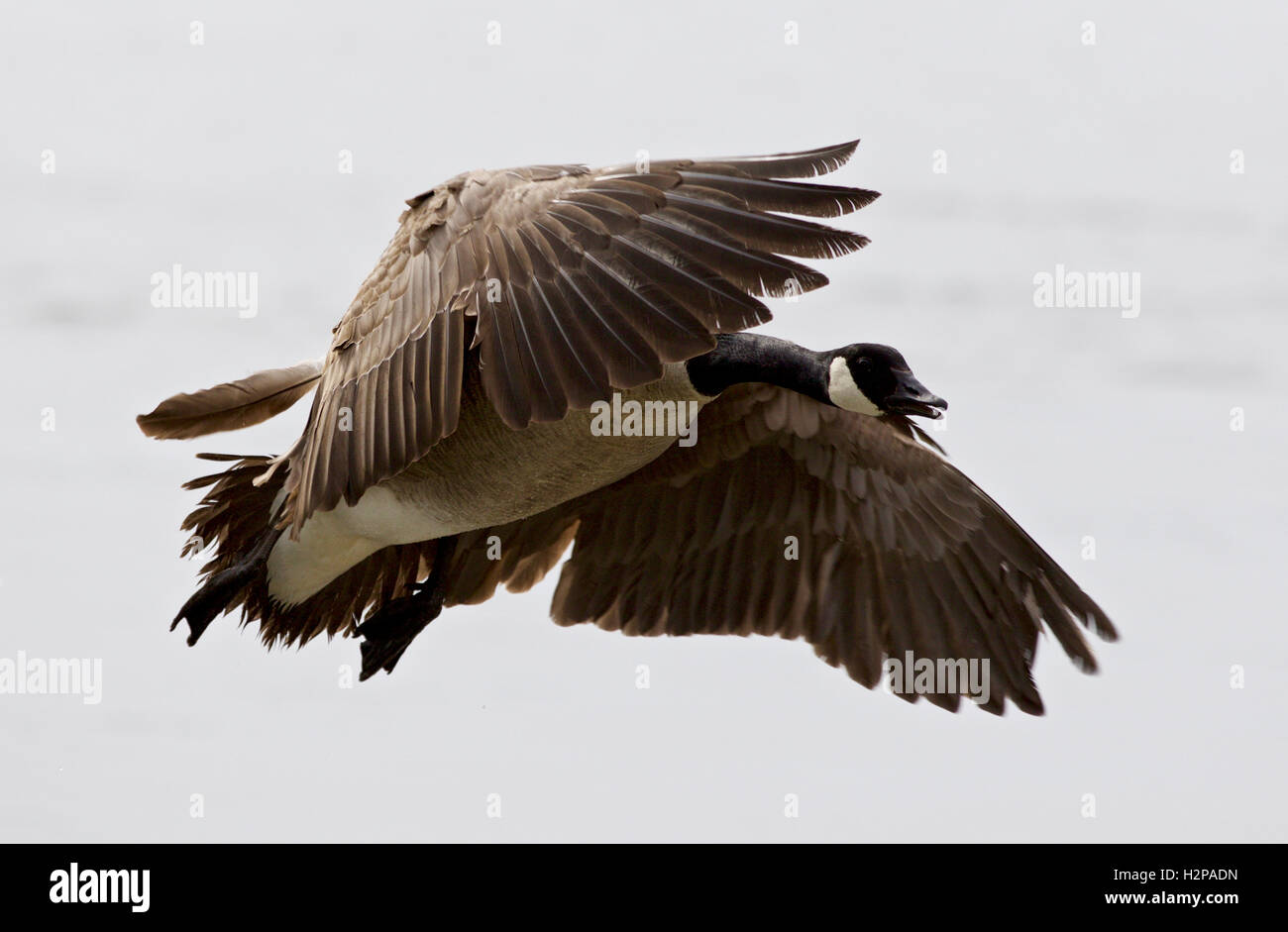 Beautiful isolated picture with an expressive flying Canada goose Stock ...