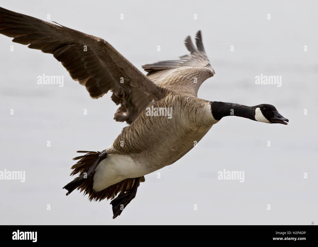 Beautiful isolated photo of a flying Canada goose Stock Photo - Alamy