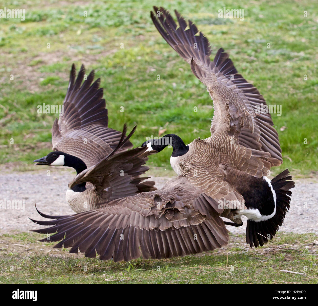 Isolated image with a fight between two Canada geese Stock Photo - Alamy