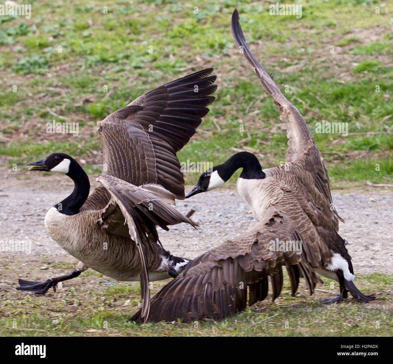 Canada geese amazing bird image hi-res stock photography and images - Alamy
