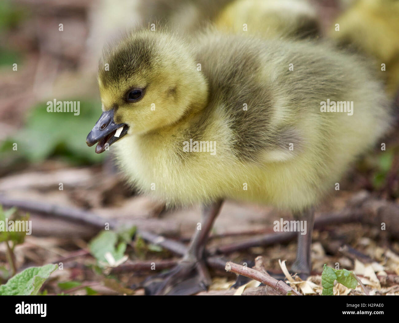 Beautiful background with a cute chick of Canada geese Stock Photo - Alamy