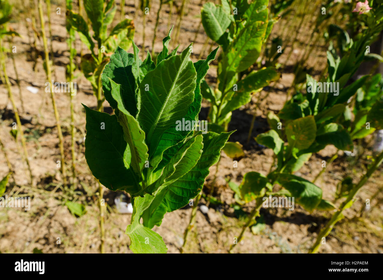 Tobacco Plant Stock Photos & Tobacco Plant Stock Images - Alamy