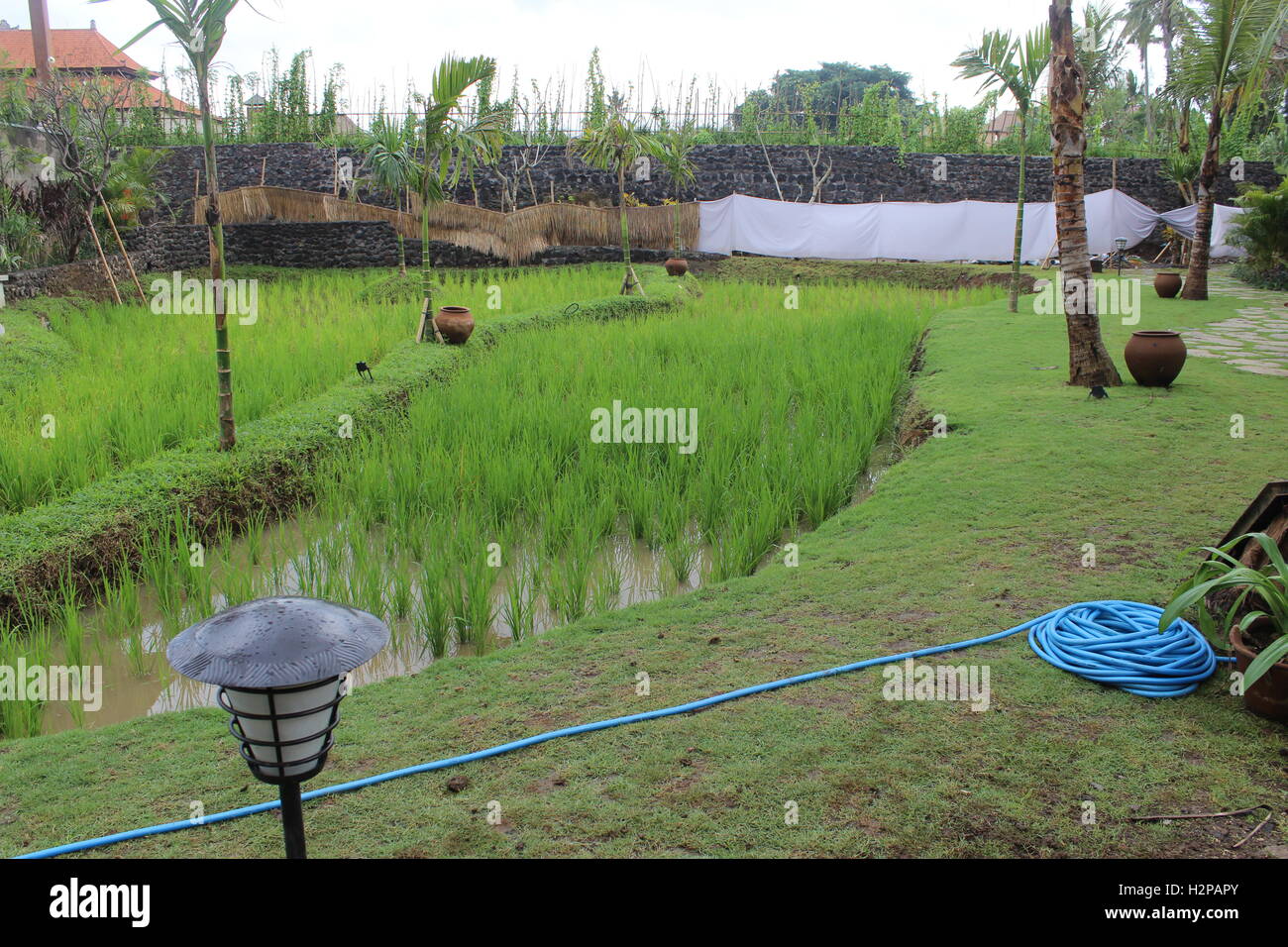 Rice field in Ubud, Indonesia Stock Photo - Alamy