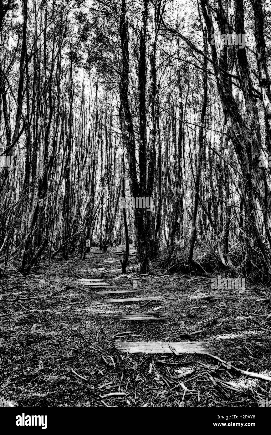 Pathway to the wood Black and White Stock Photos & Images - Alamy