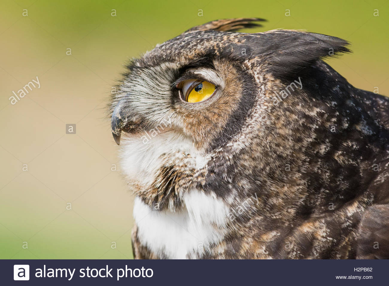 Nictitating Membrane High Resolution Stock Photography and Images - Alamy