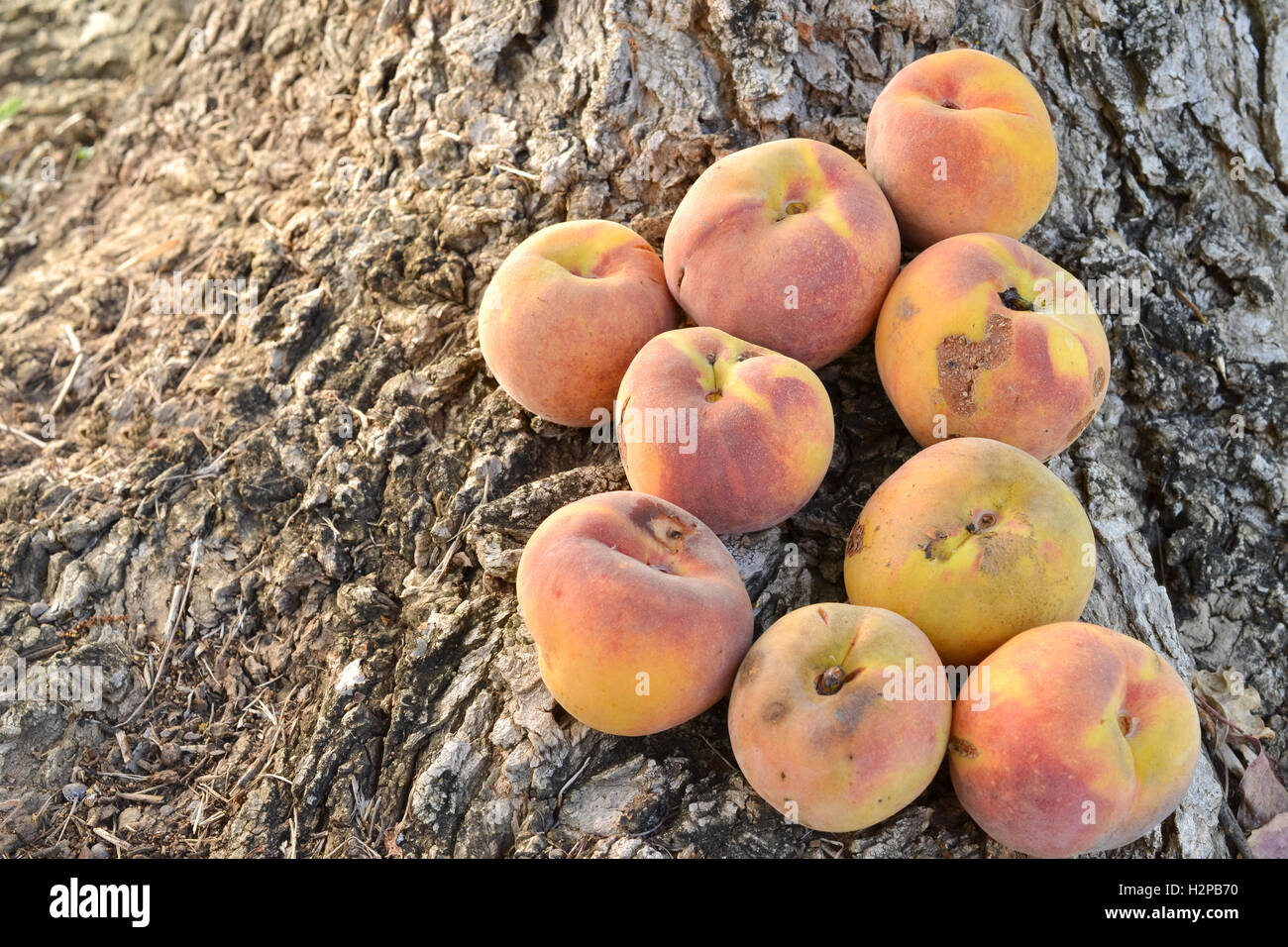 A group of blemished yellow peaches on tree roots on the ground Stock ...