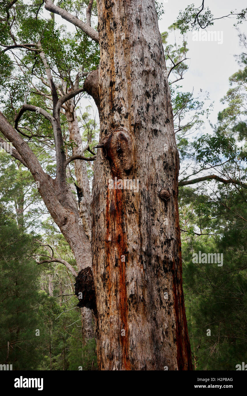 Walpole western australia hi-res stock photography and images - Alamy