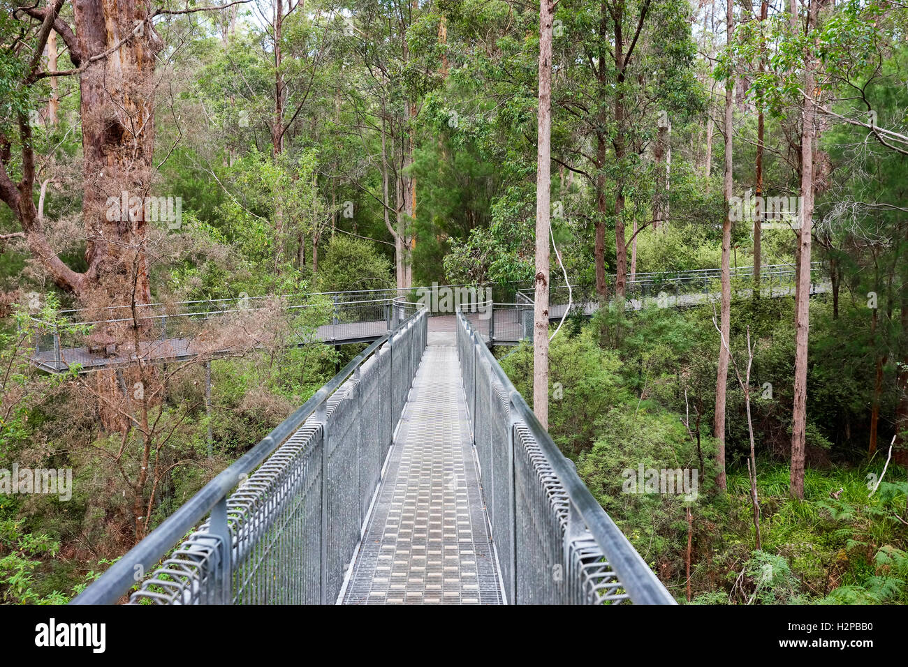 Tree walk Walpole western Australia Tourism Spots Stock Photo - Alamy