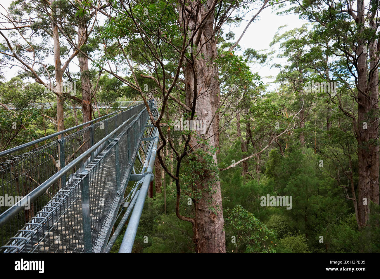 Tree walk Walpole western Australia Tourism Spots Stock Photo - Alamy