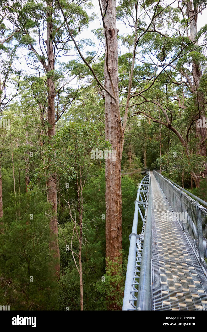 Tree walk Walpole western Australia Tourism Spots Stock Photo - Alamy
