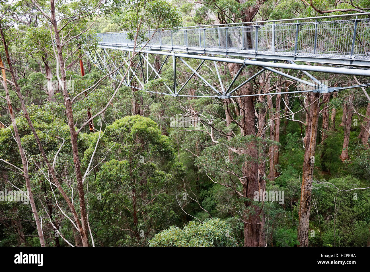 Tree walk Walpole western Australia Tourism Spots Stock Photo - Alamy