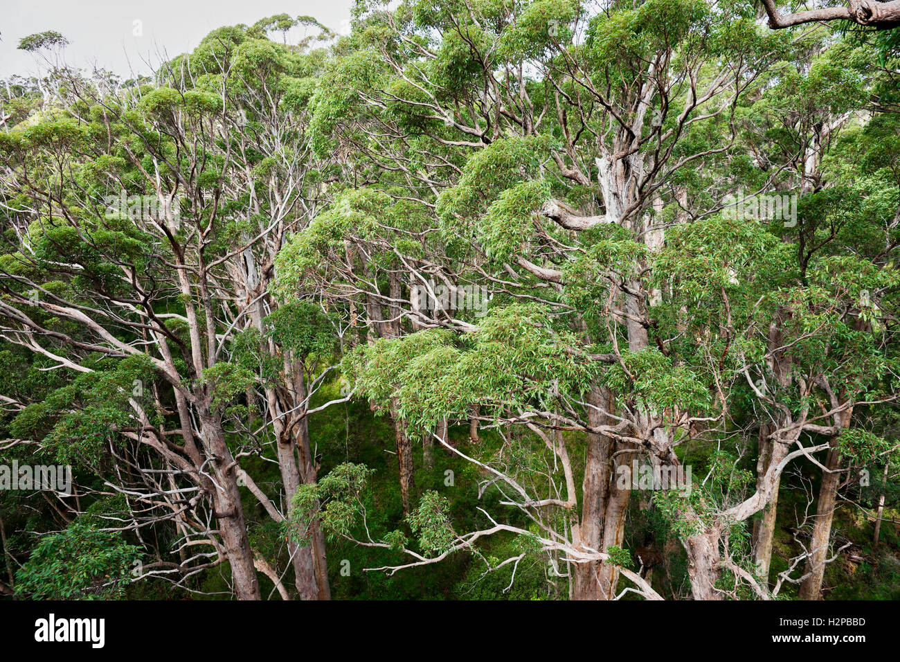Tree walk Walpole western Australia Tourism Spots Stock Photo - Alamy