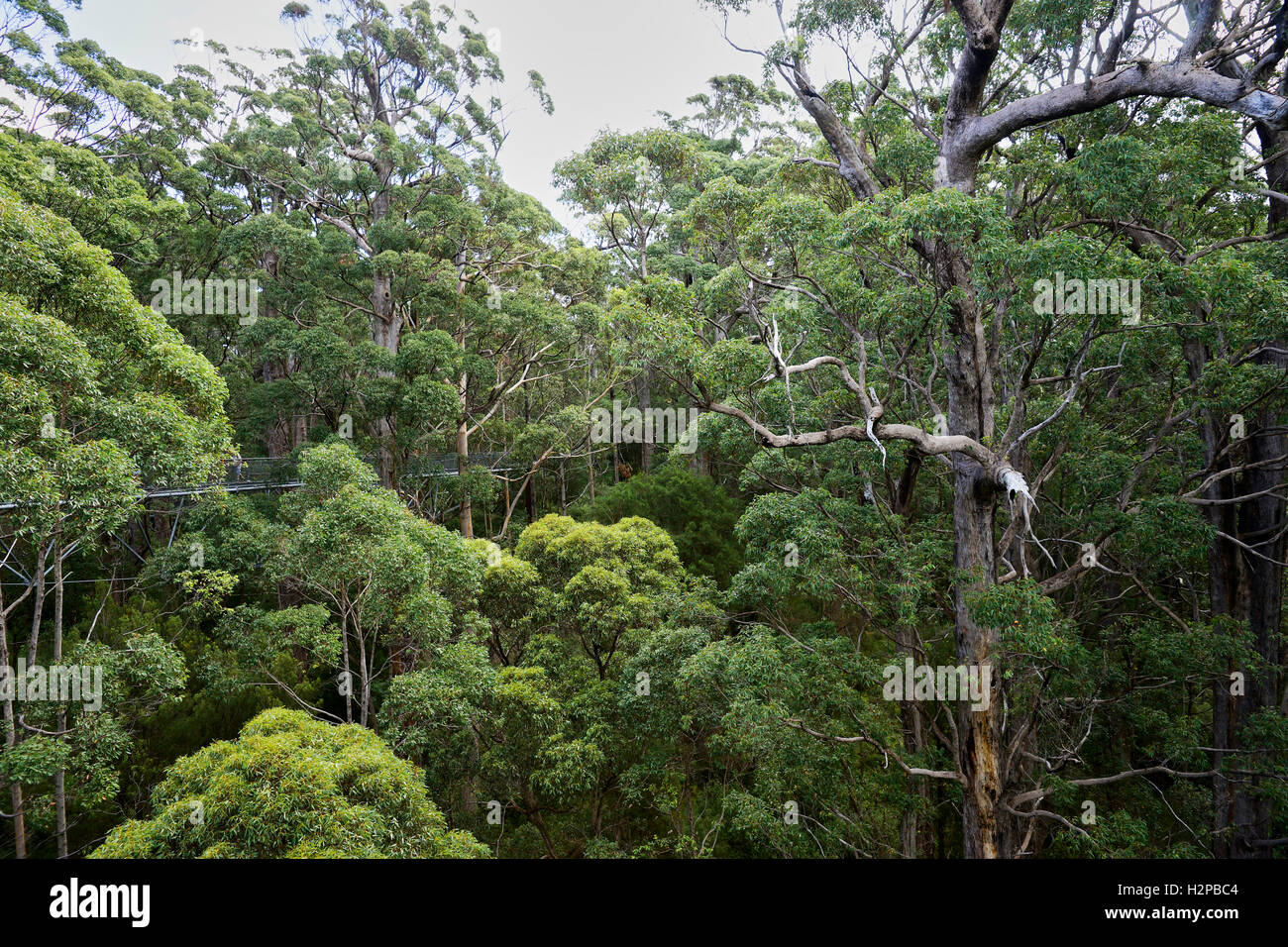 Tree walk Walpole western Australia Tourism Spots Stock Photo - Alamy