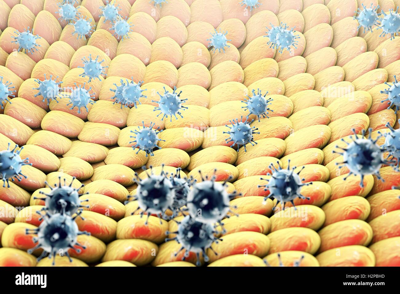 Viruses infecting human cells, computer illustration Stock Photo - Alamy