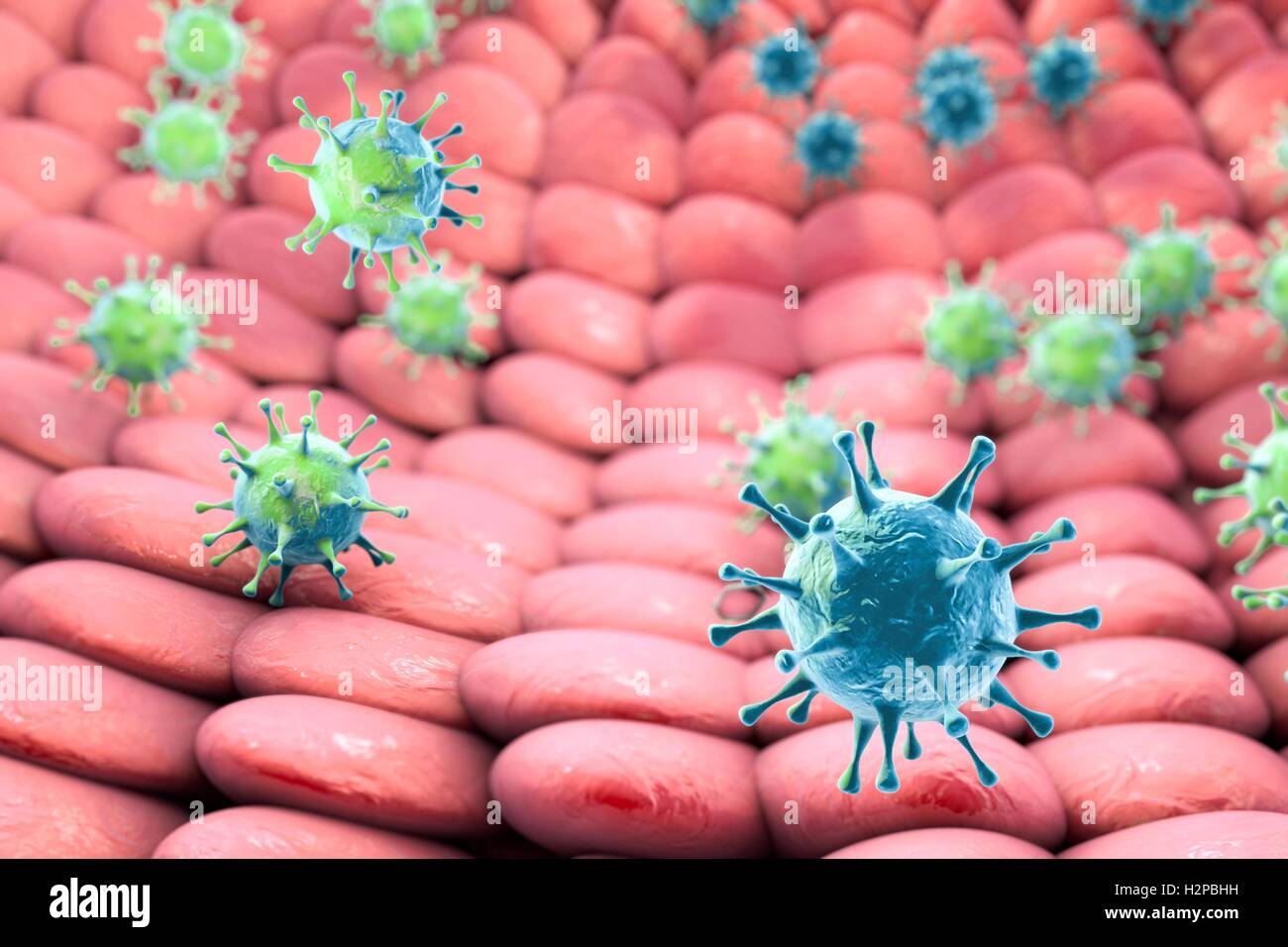 Viruses infecting human cells, computer illustration Stock Photo - Alamy