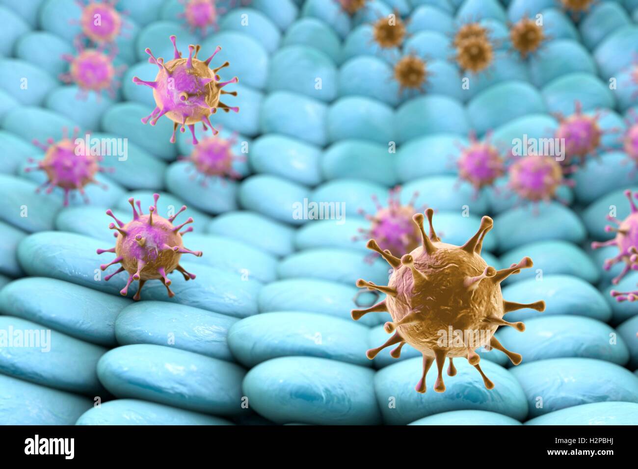 Viruses infecting human cells, computer illustration Stock Photo - Alamy