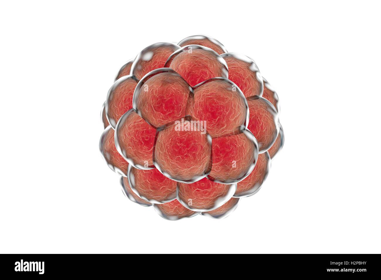 Human embryo development cells hi-res stock photography and images - Alamy