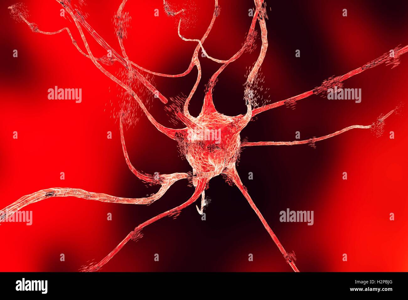 Apoptosis of a neuron, computer illustration. Apoptosis (programmed ...