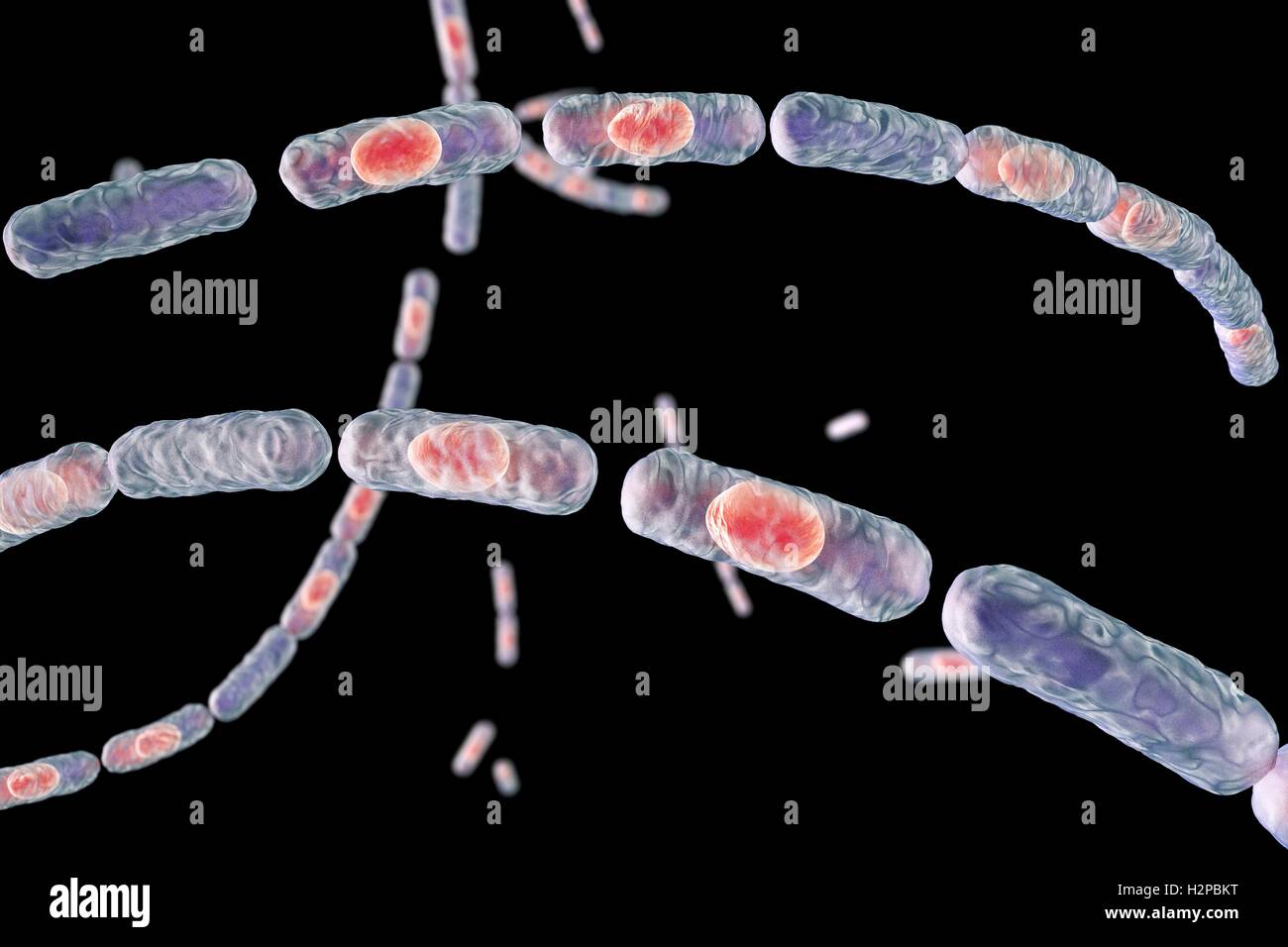 Anthrax bacteria, computer illustration. Anthrax bacteria (Bacillus ...