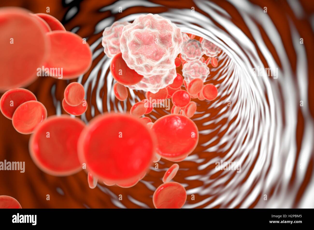 Inside a blood vessel during inflammation. Computer illustration ...