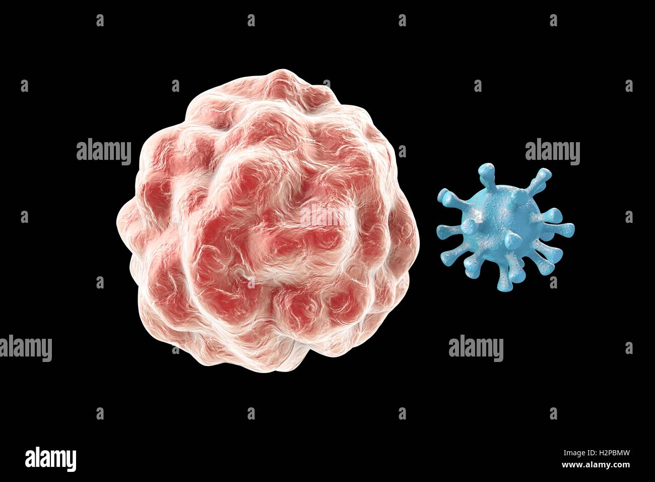 Computer illustration of a lymphocyte (left) and virus (right Stock ...