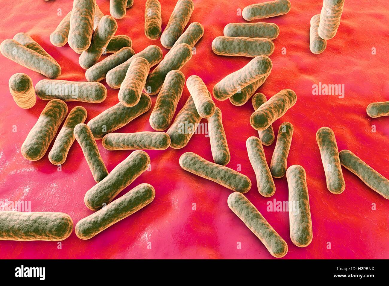 Propionibacterium bacteria, computer illustration. These are an example ...