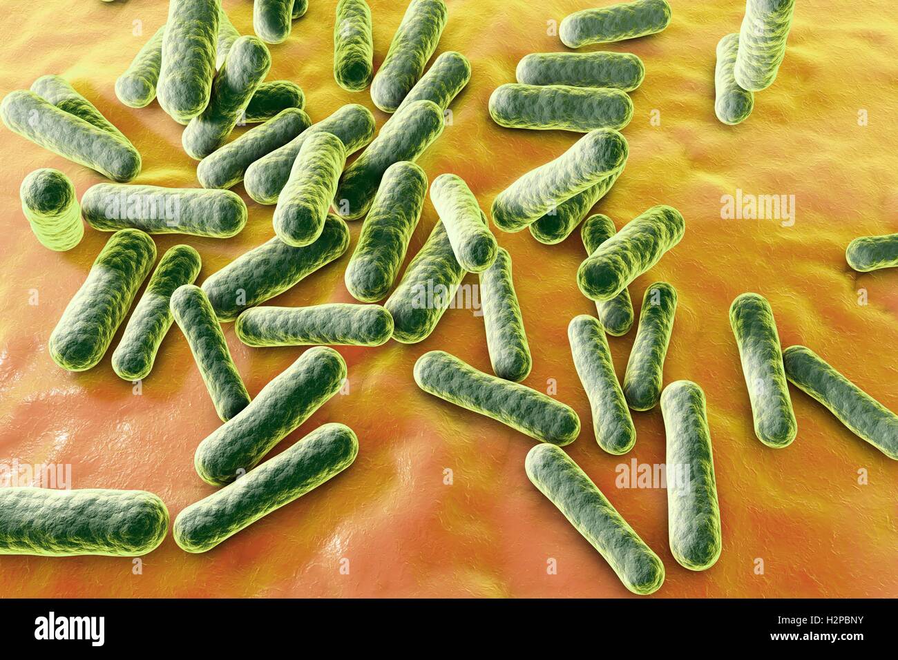Propionibacterium acnes hi-res stock photography and images - Alamy