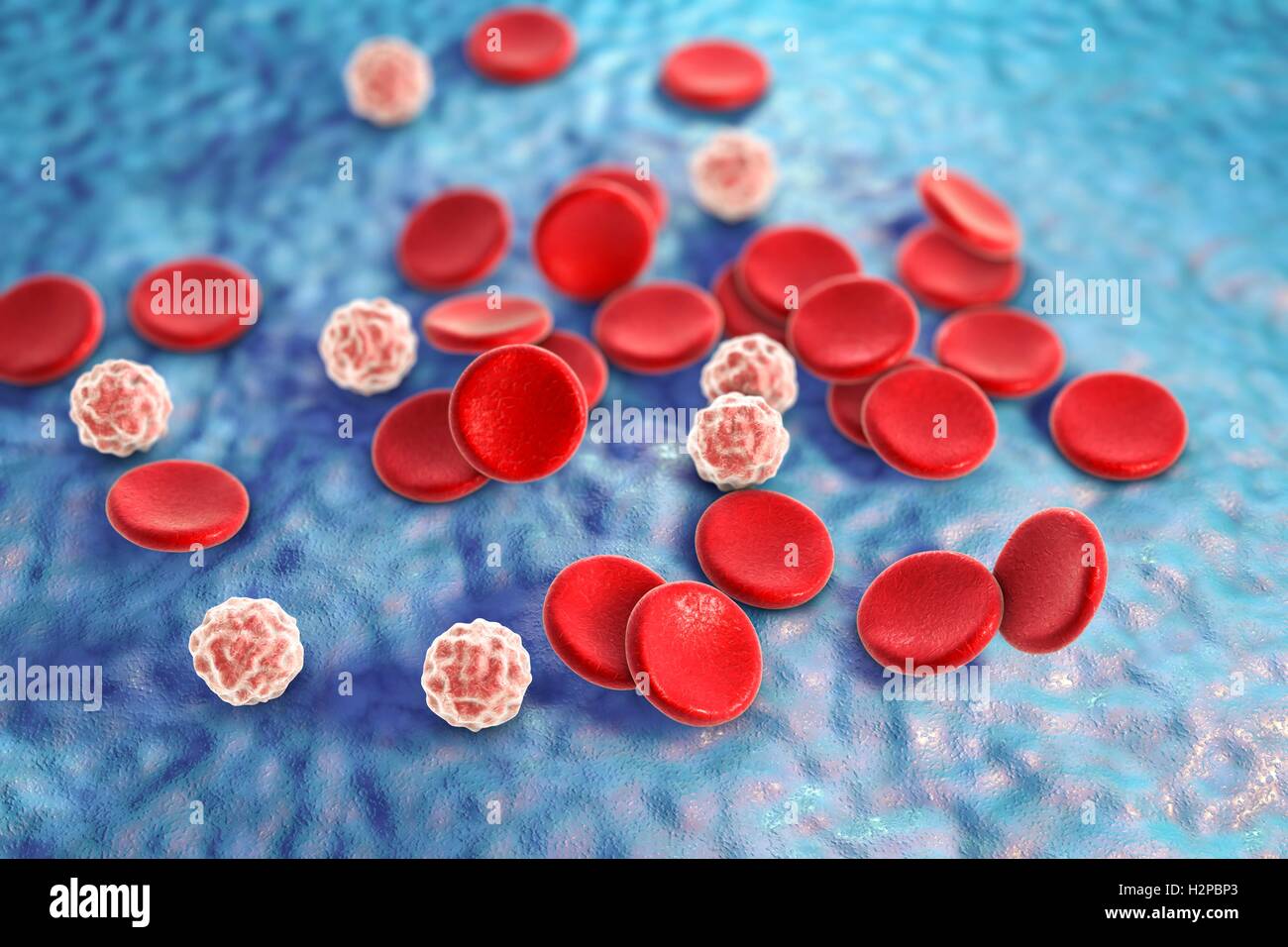 Red and white blood cells hi-res stock photography and images - Alamy