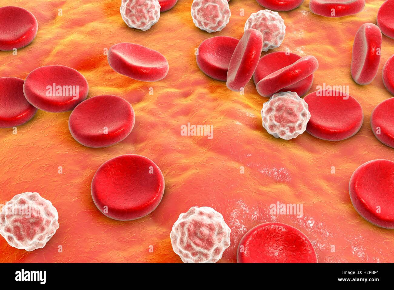 Computer illustration of red and white blood cells Stock Photo - Alamy