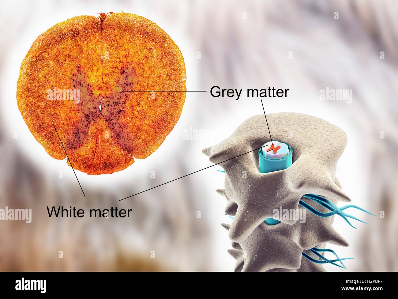 Lumbar Spinal Cord Cross Section