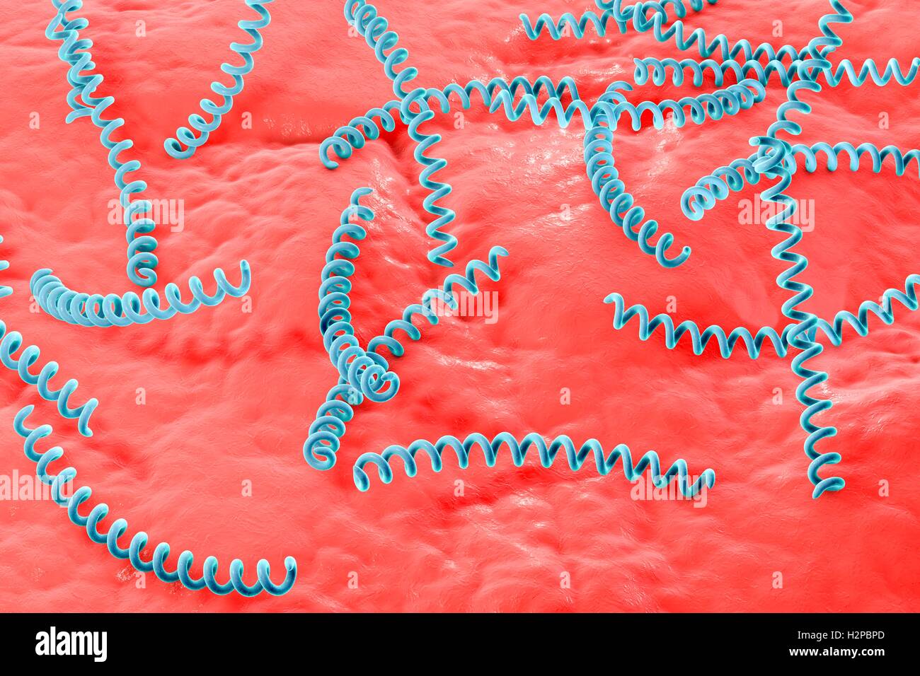 Computer illustration of Treponema pallidum, the bacterium which causes ...