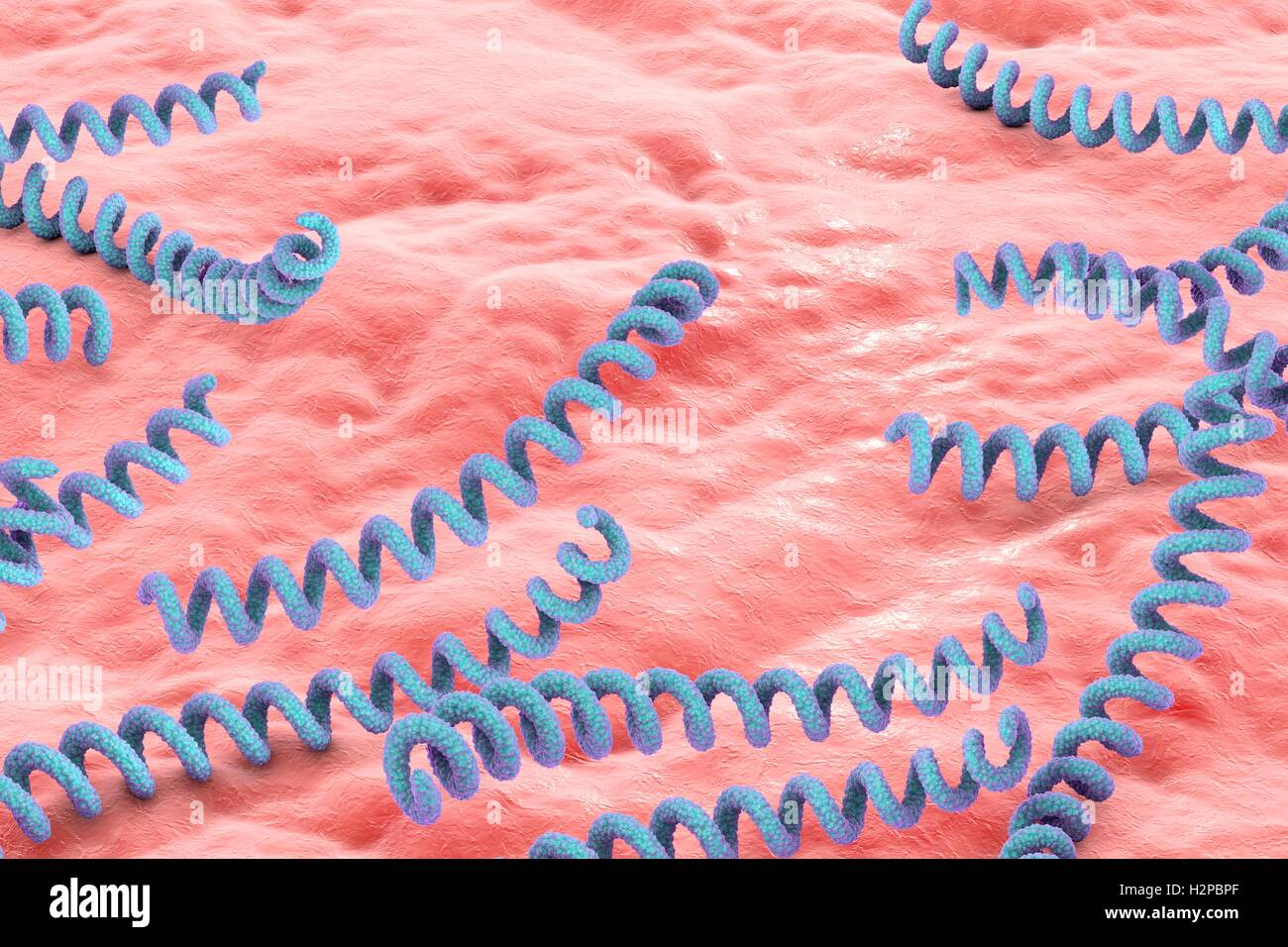 Computer illustration of Treponema pallidum, the bacterium which causes ...
