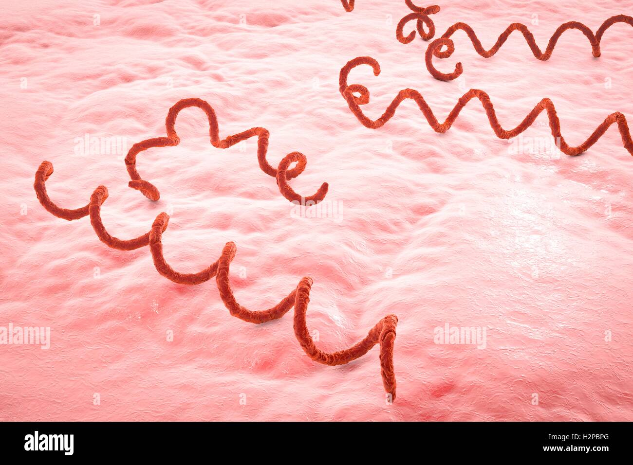 Computer illustration of Treponema pallidum, the bacterium which causes ...