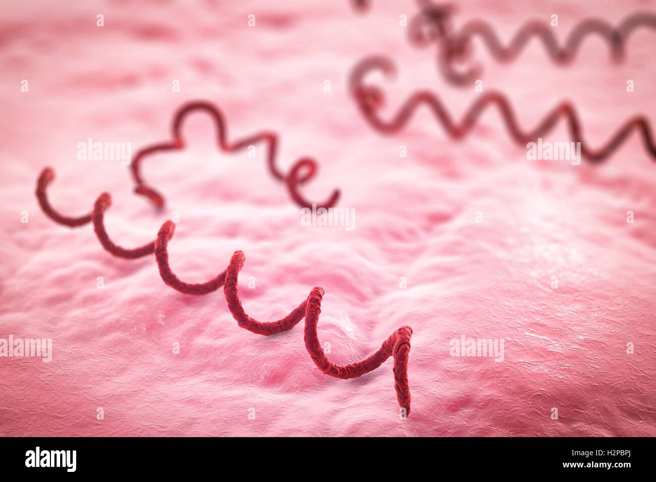 Computer illustration of Treponema pallidum, the bacterium which causes ...