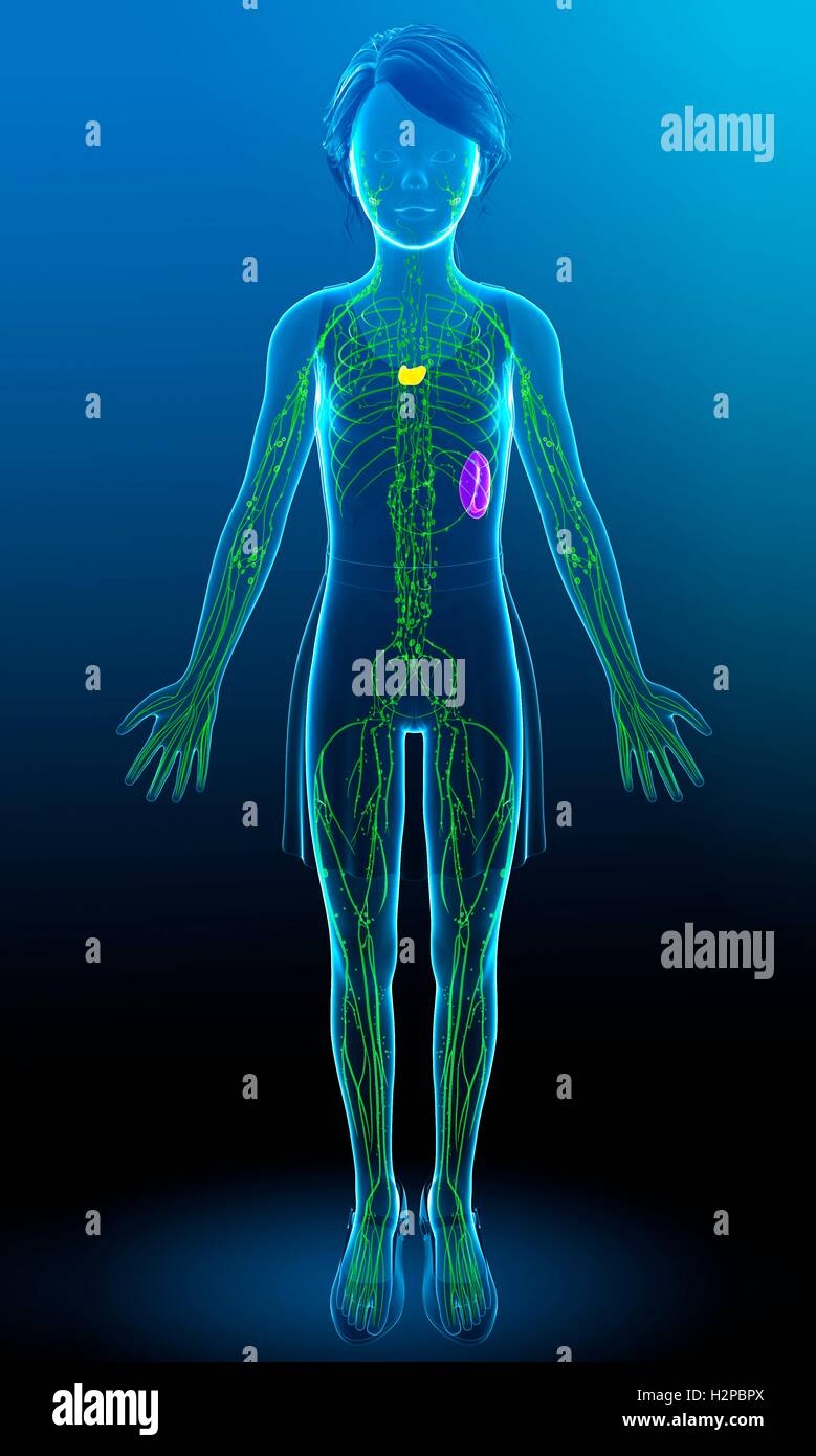 Illustration of a child's lymphatic system Stock Photo - Alamy