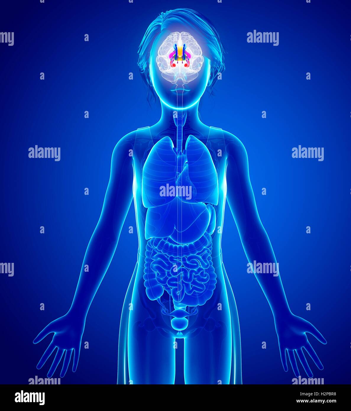 Illustration of brain anatomy Stock Photo - Alamy